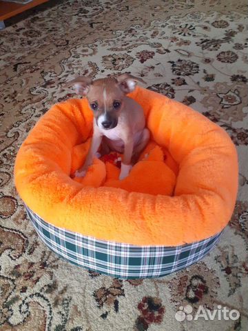 Собака порода той-терьер. 2.5 мес