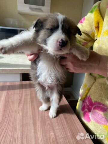 Ищет дом щенок не крупной Собачки Балуша