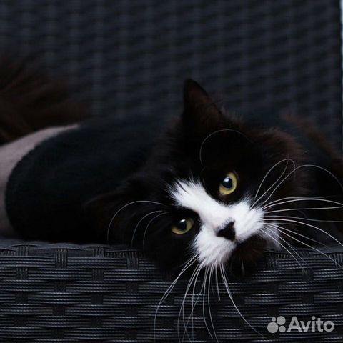Кот Томас в добрые руки