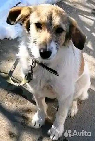 Метис в добрые руки