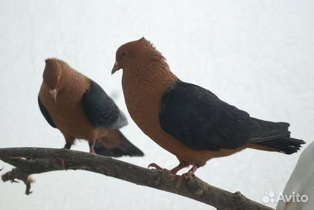 Голуби редкой породы архангельский снегирь