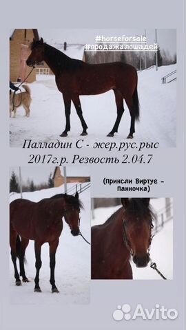 Рысистые жеребцы
