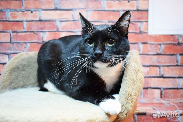 Котик Боня 1,5 года