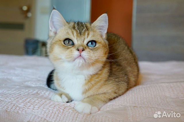 Золотой короткошёрстный уникальный котик
