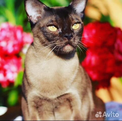 Котята породы Бурма (с родосл.)