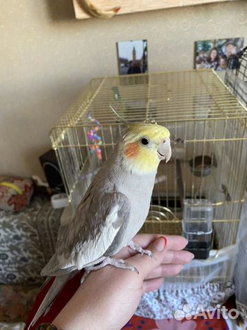 Корелла ручная