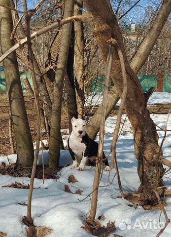 Американский булли Девочка снежа