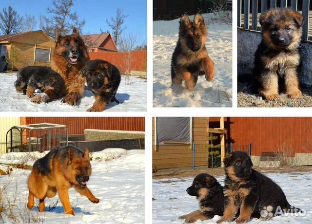 Щенки немецкой овчарки Красноярск