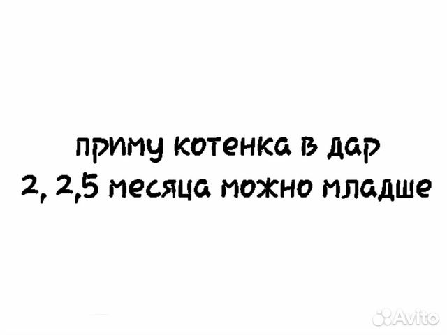 Приму котёнка в дар