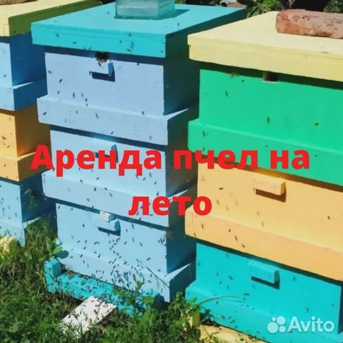 Аренда пчел