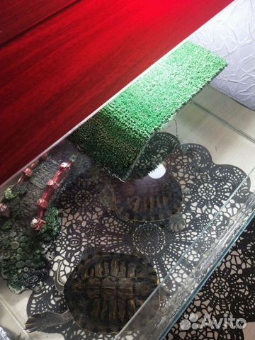 Красноухие черепахи бесплатно