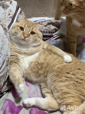 Шотландские кот
