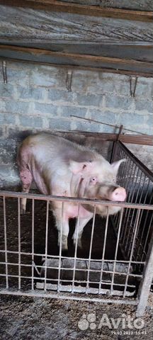 Хряк производитель ландрас супер