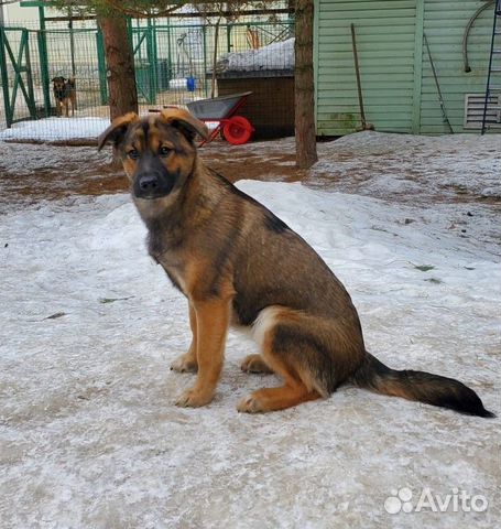Глаша плюшевый щенок 6 мес. в добрые руки