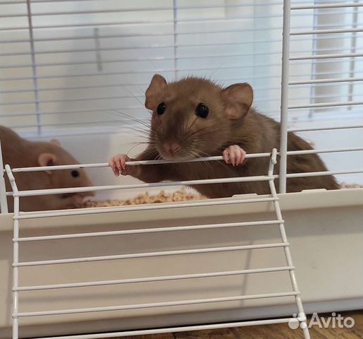 Крысята Дамбо