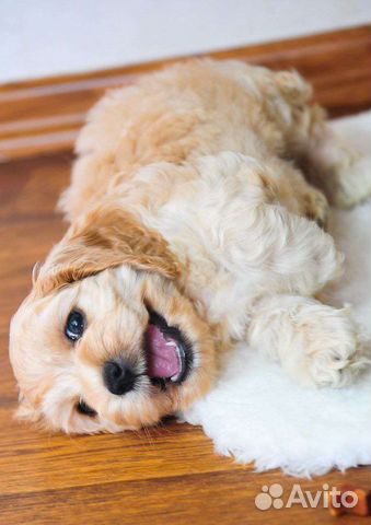 Щенок кокапу