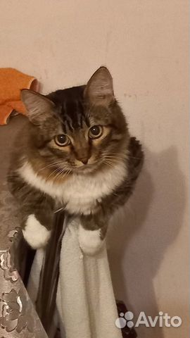 Отдам Котика на дачный участок