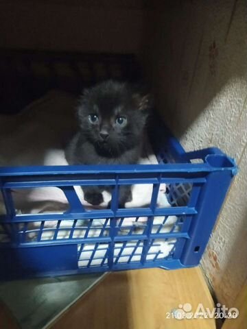 Котята в добрые руки 2 мальчика одна девочка