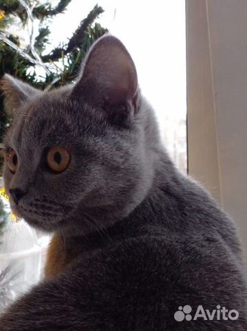 Котята скотиш страйт