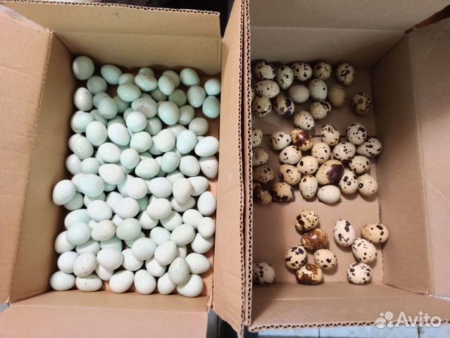 Перепелиные яйца инкубационное и столовое