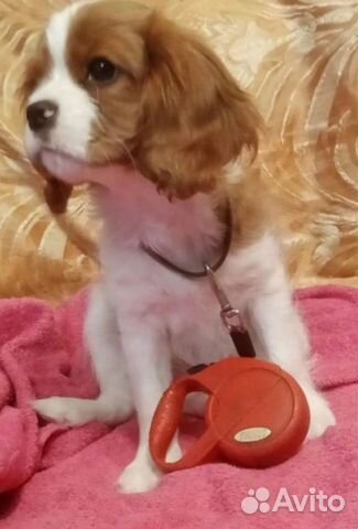 Кинг чарльз спаниель