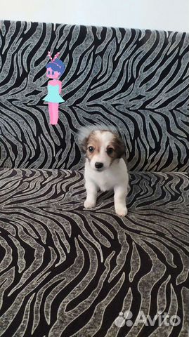 Щенки джек рассел терьер