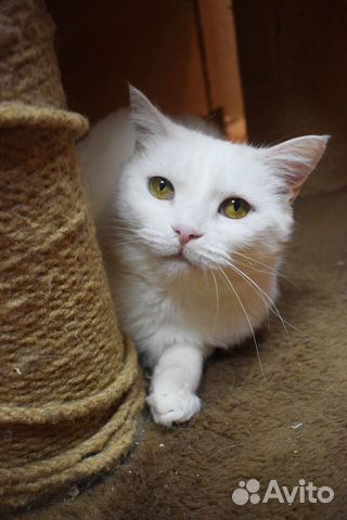 Кошка Снежа 1,5 года