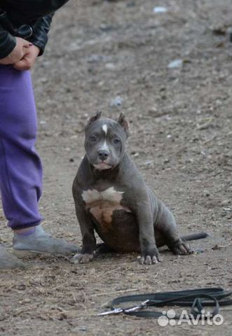 Американский булли мальчик