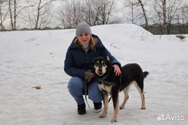 Мастиф Джоник в добрые руки