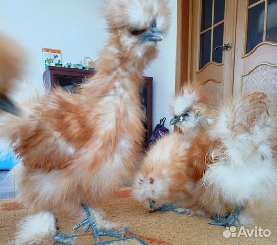 Цыплята Китайские шелковые