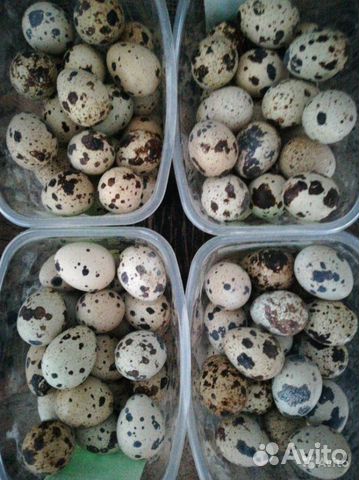 Инкубационное яйцо перепелов