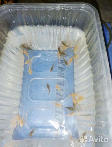 Сом анцитрус молодняк и крупные