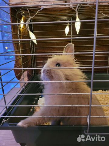 Декоративные кролики