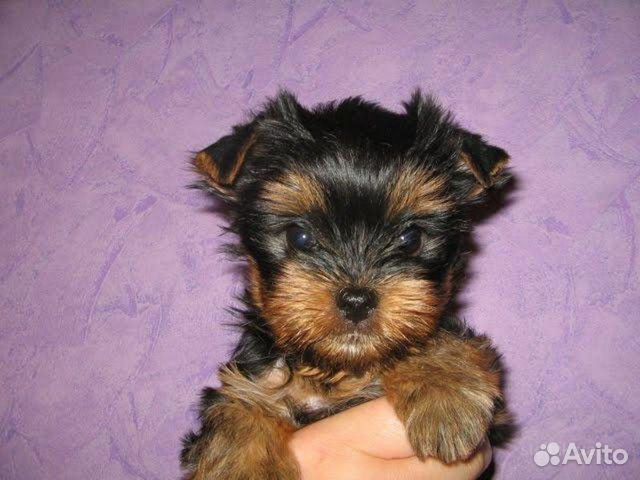 Ненаглядные куклята щенки йоркширского терьера