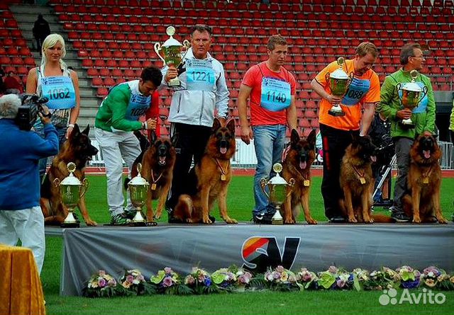 Щенки девочки с документами РКФ