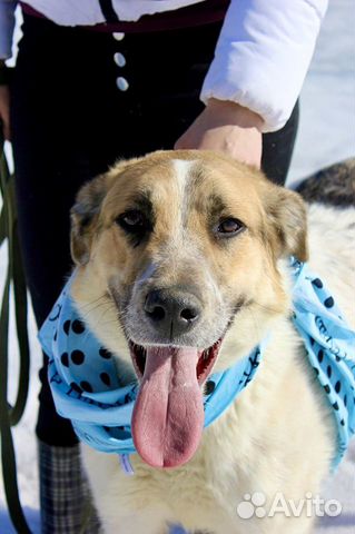 Спасенный чудом пёс