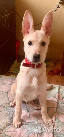 Щенок в добрые руки