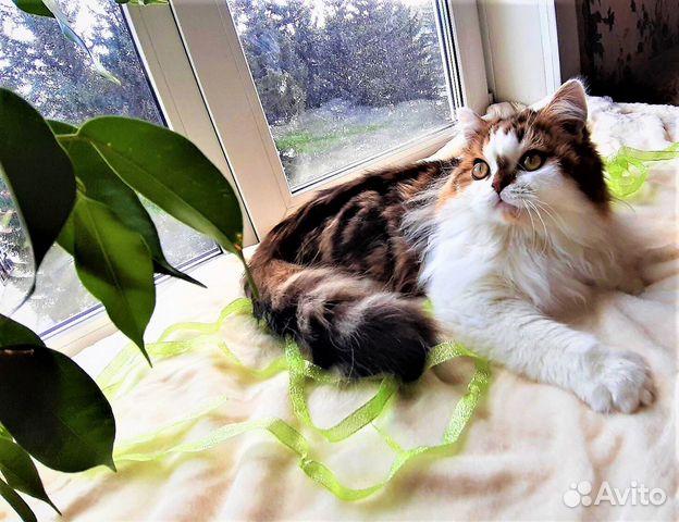 Шотландский хайленд