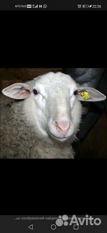Овцы бараны ягнята