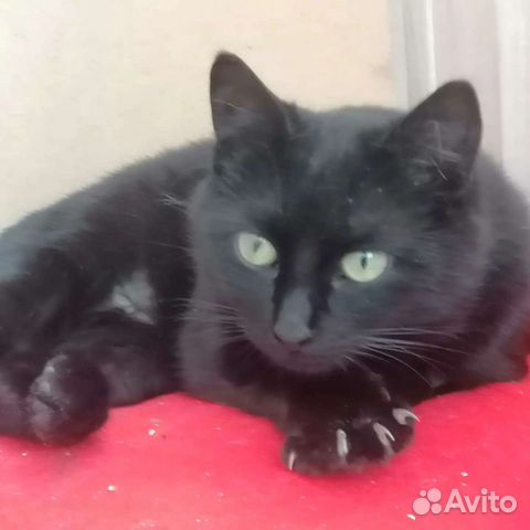 Кошечка стерилизованная в добрые руки