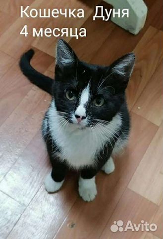 Котёнок Дуня