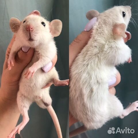 Крысята мальчики вельветины