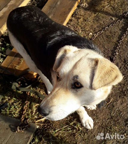 Собака в добрые руки