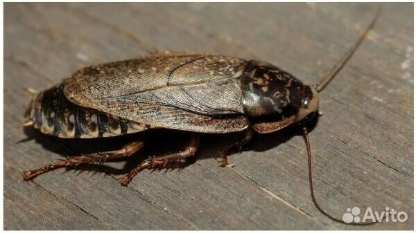 Мраморный таракан зоофобас