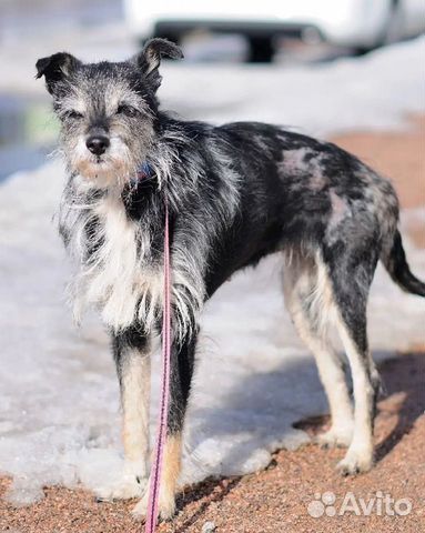 Собака в добрые руки