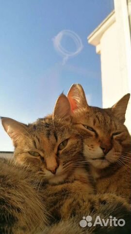 Европейская кошка