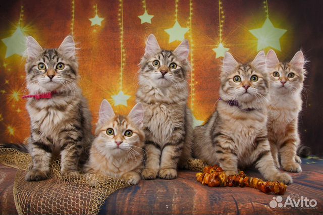 Элитные котята. Cибирские. Племенные