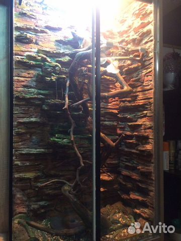 Хамелеон иеменский