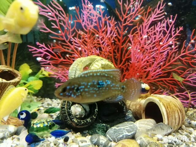 Хромис красавец самец бесплатно