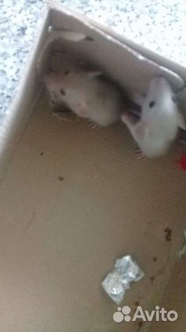 Белые крысята